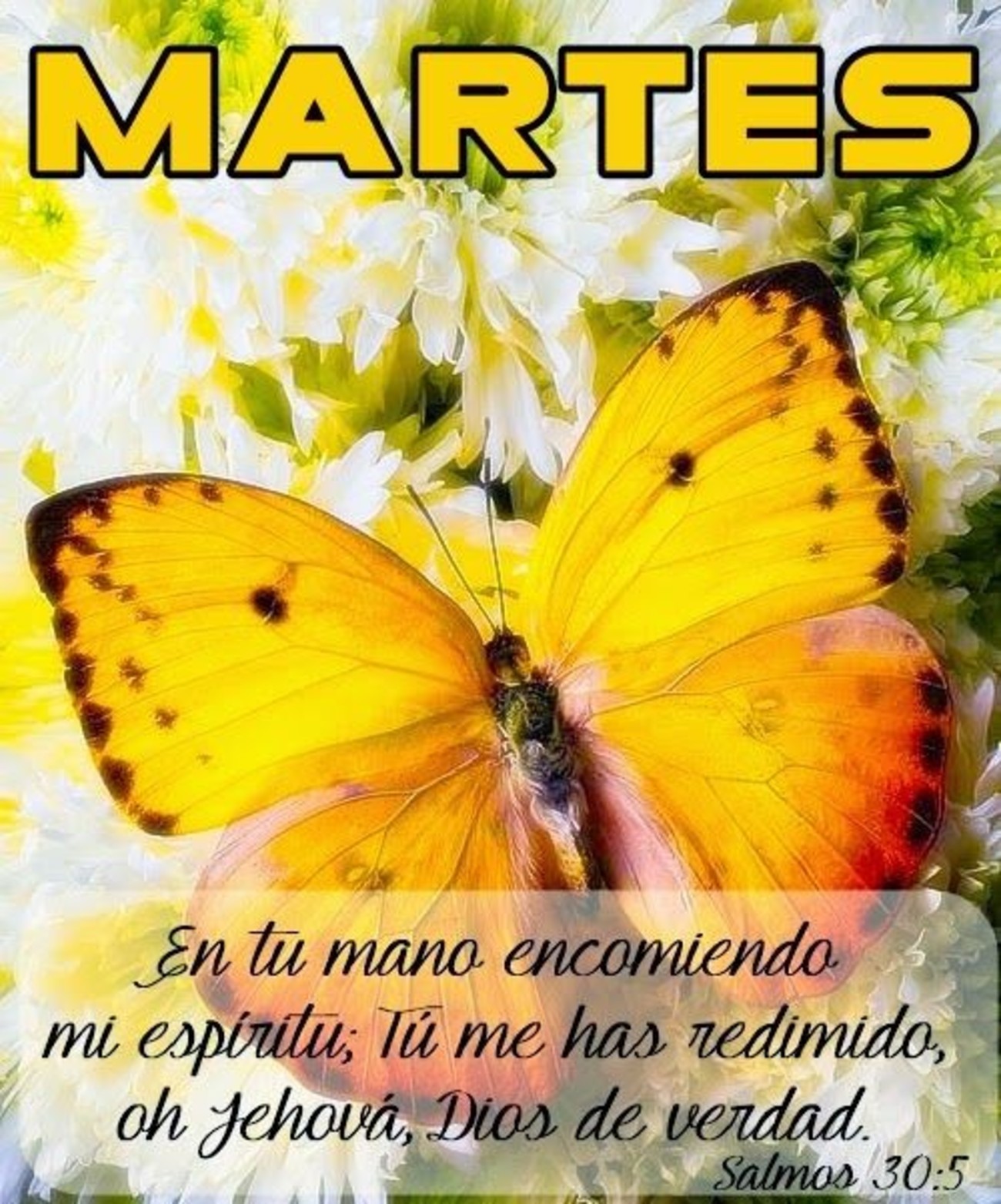 Bonitas imágenes de Feliz Martes - BonitasImagenes.net