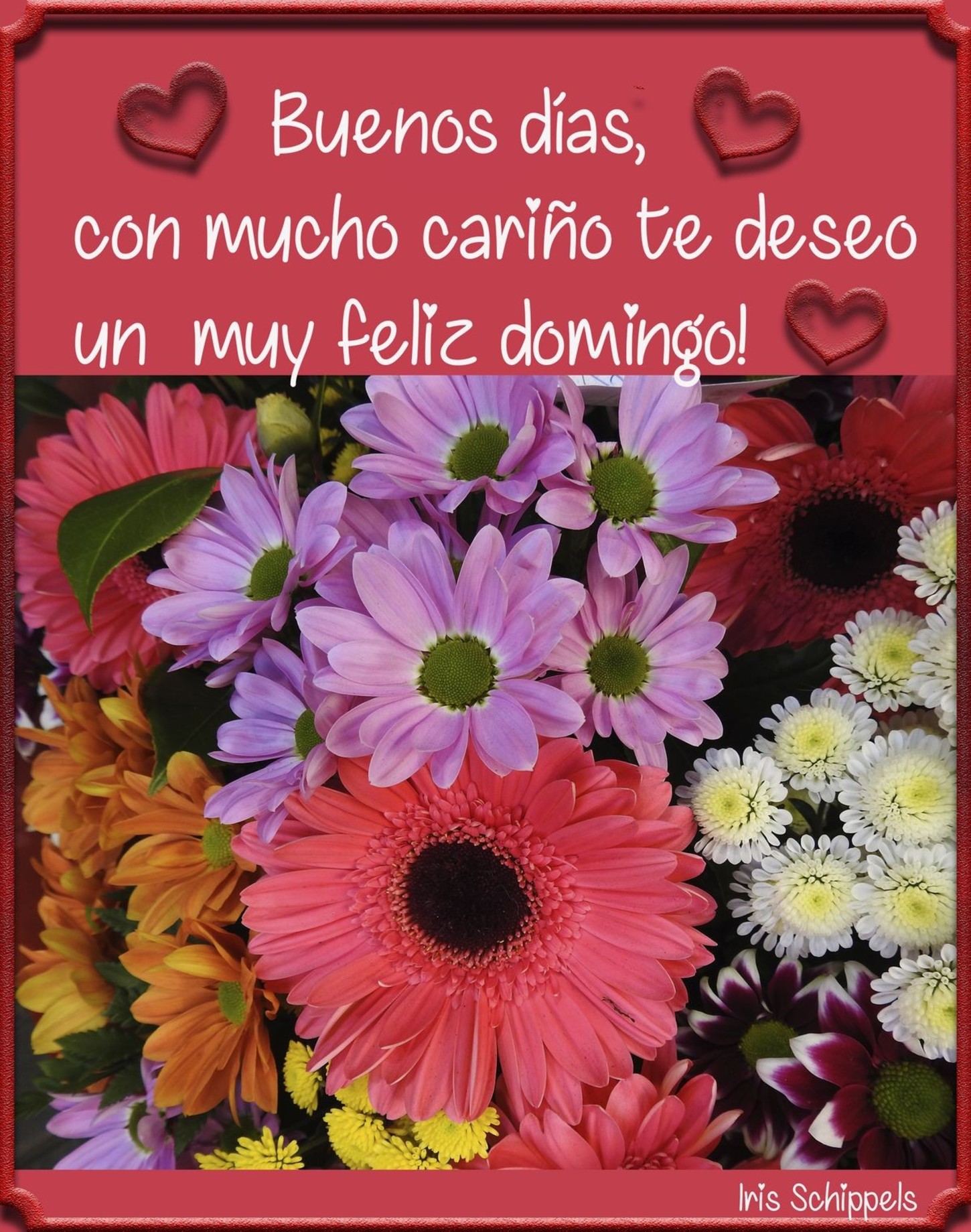 Buen Día Feliz Domingo imágenes - BonitasImagenes.net