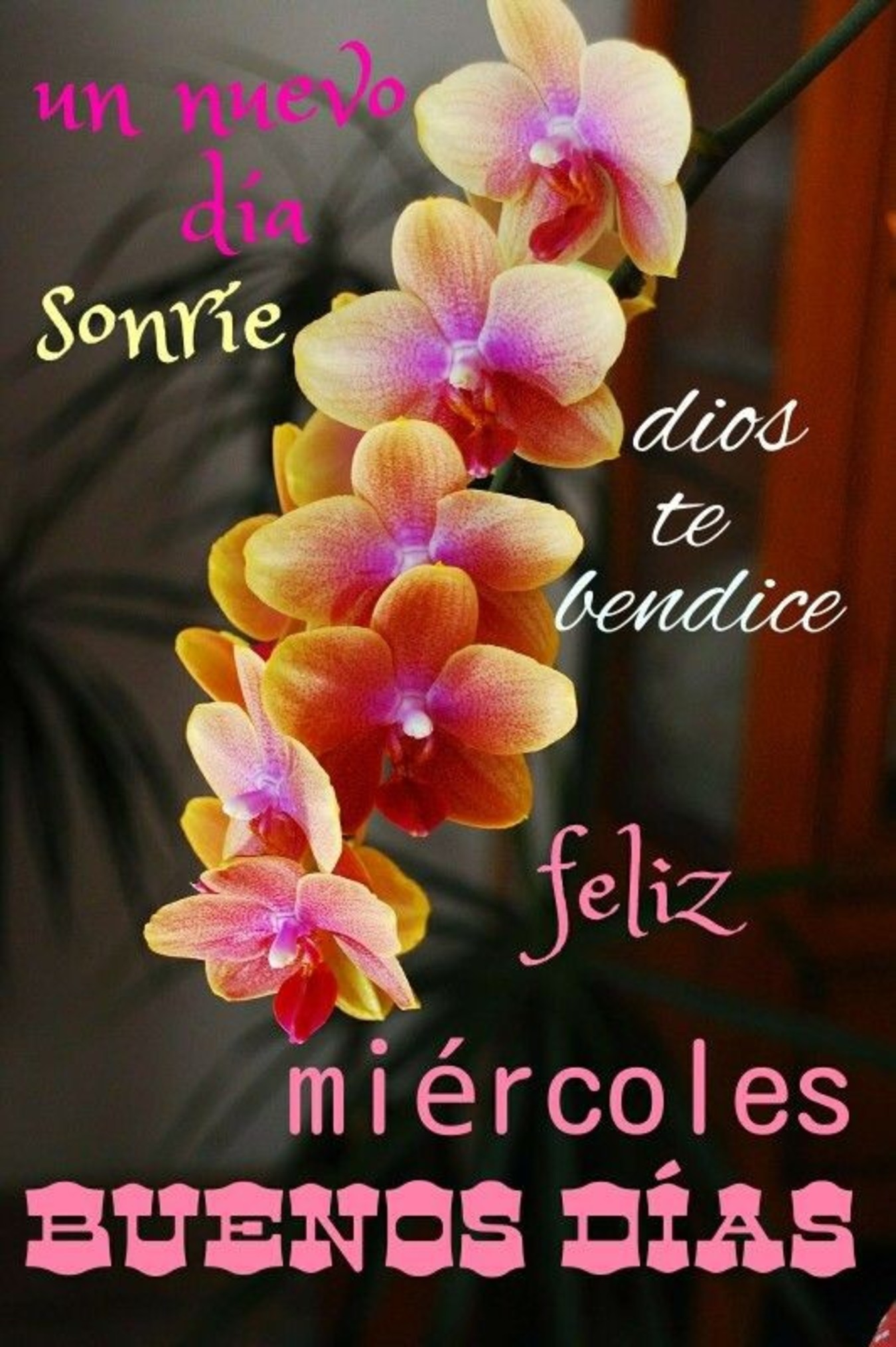 Feliz Miércoles - BonitasImagenes.net