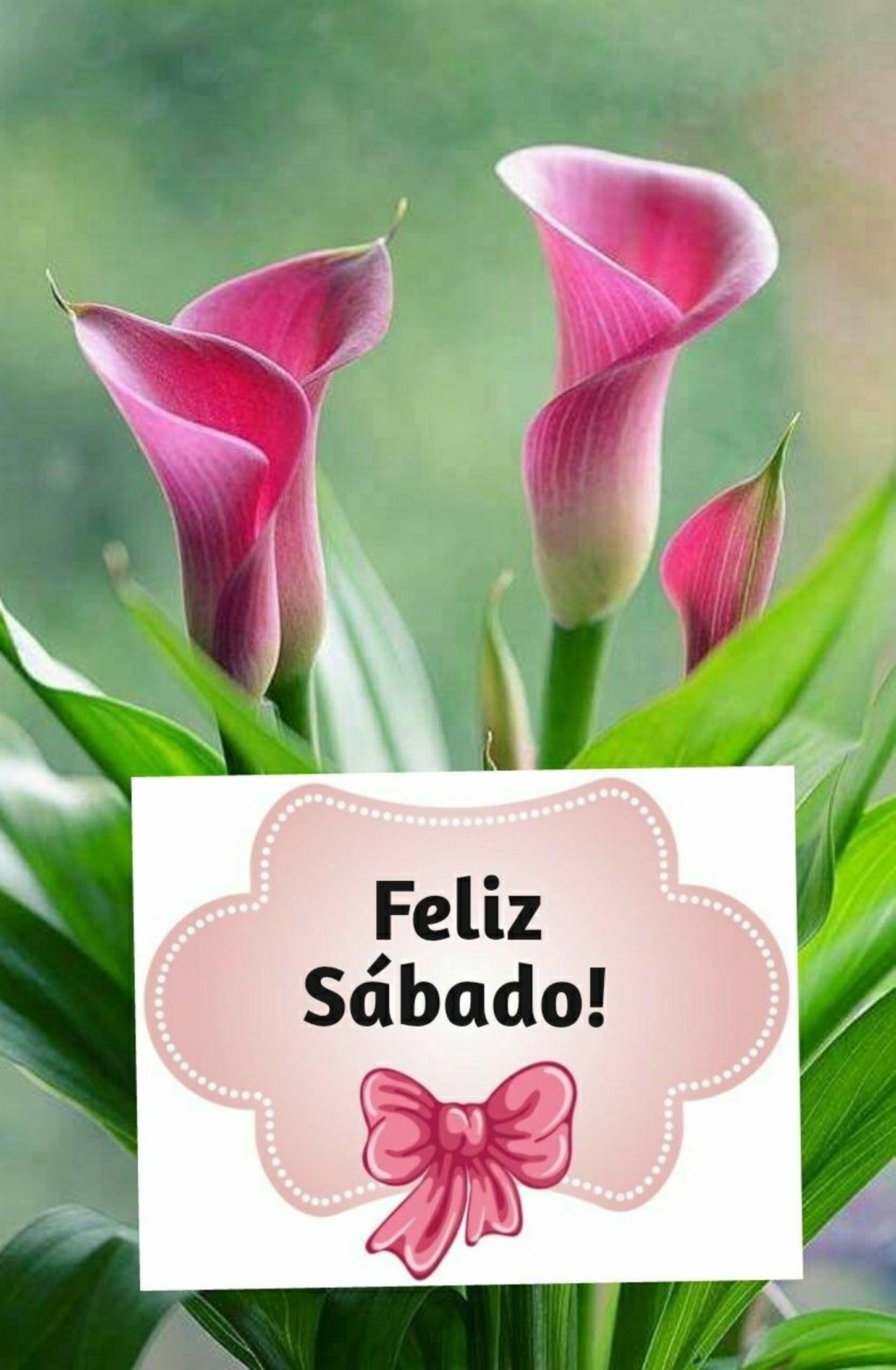 Feliz Sábado mensajes para compartir - BonitasImagenes.net