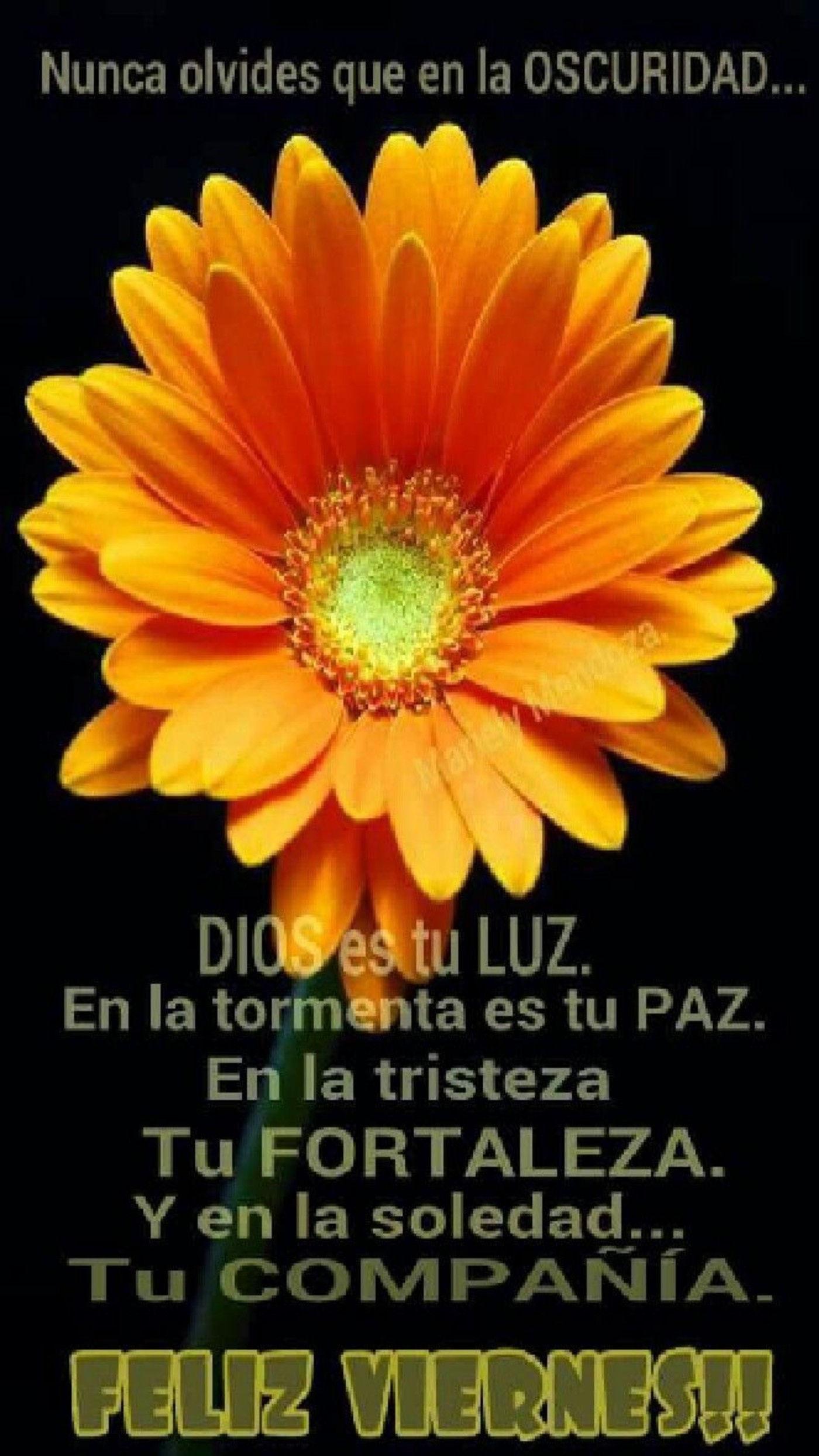 Imágenes hermosas para Feliz Viernes - BonitasImagenes.net