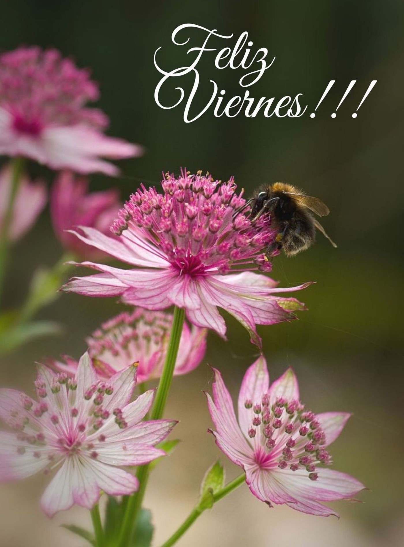 Imágenes lindas para Feliz Viernes 234 - BonitasImagenes.net