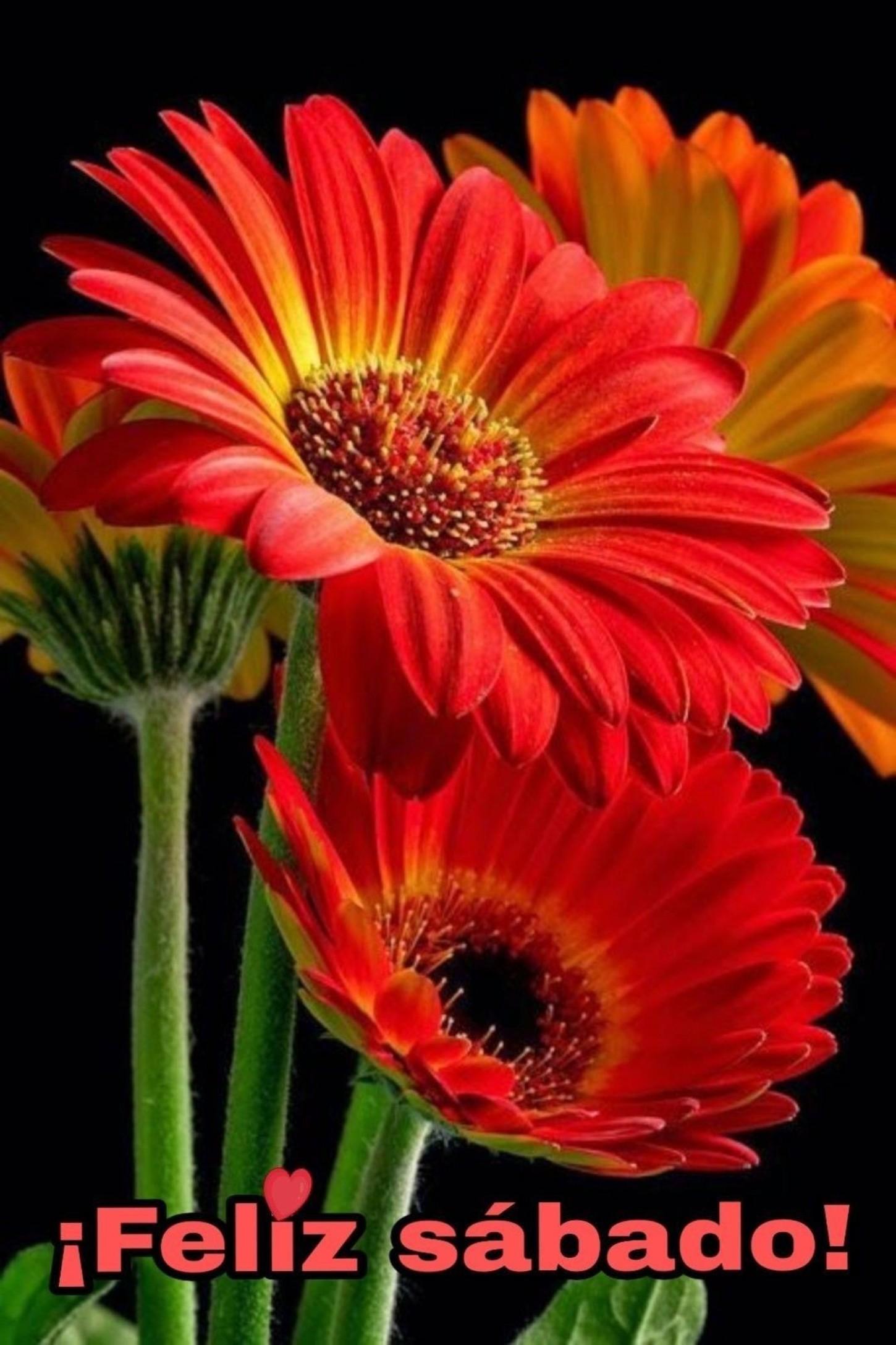 Buenos Días Feliz Sábado imágenes y fotos - BonitasImagenes.net